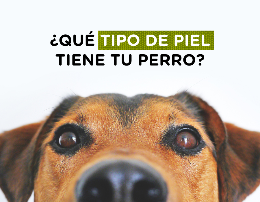 ¿Qué tipo de piel tiene tu perro? | Animal Detox